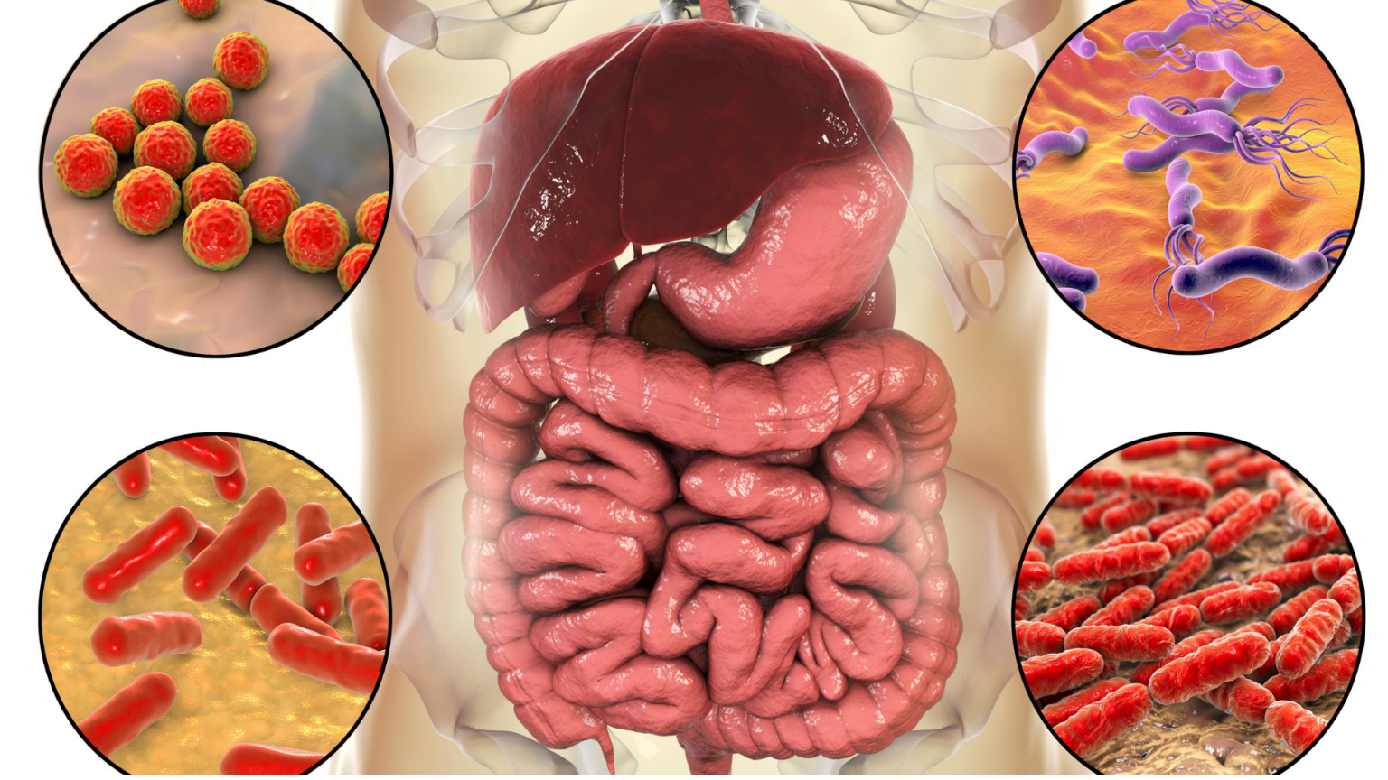 Proyecto de Microbioma Humano ¿en qué consiste? - Microbioma Lab